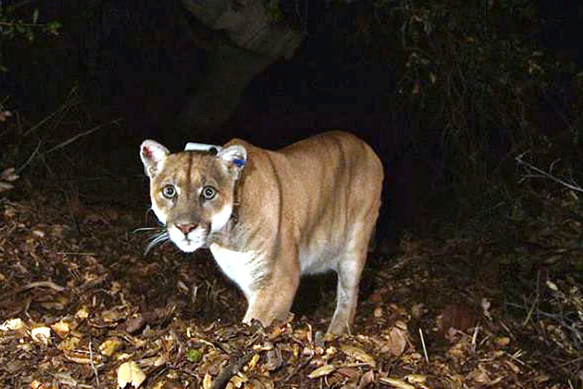 Authorities in Colorado Investigate Possible Mountain Lion Attack After ...
